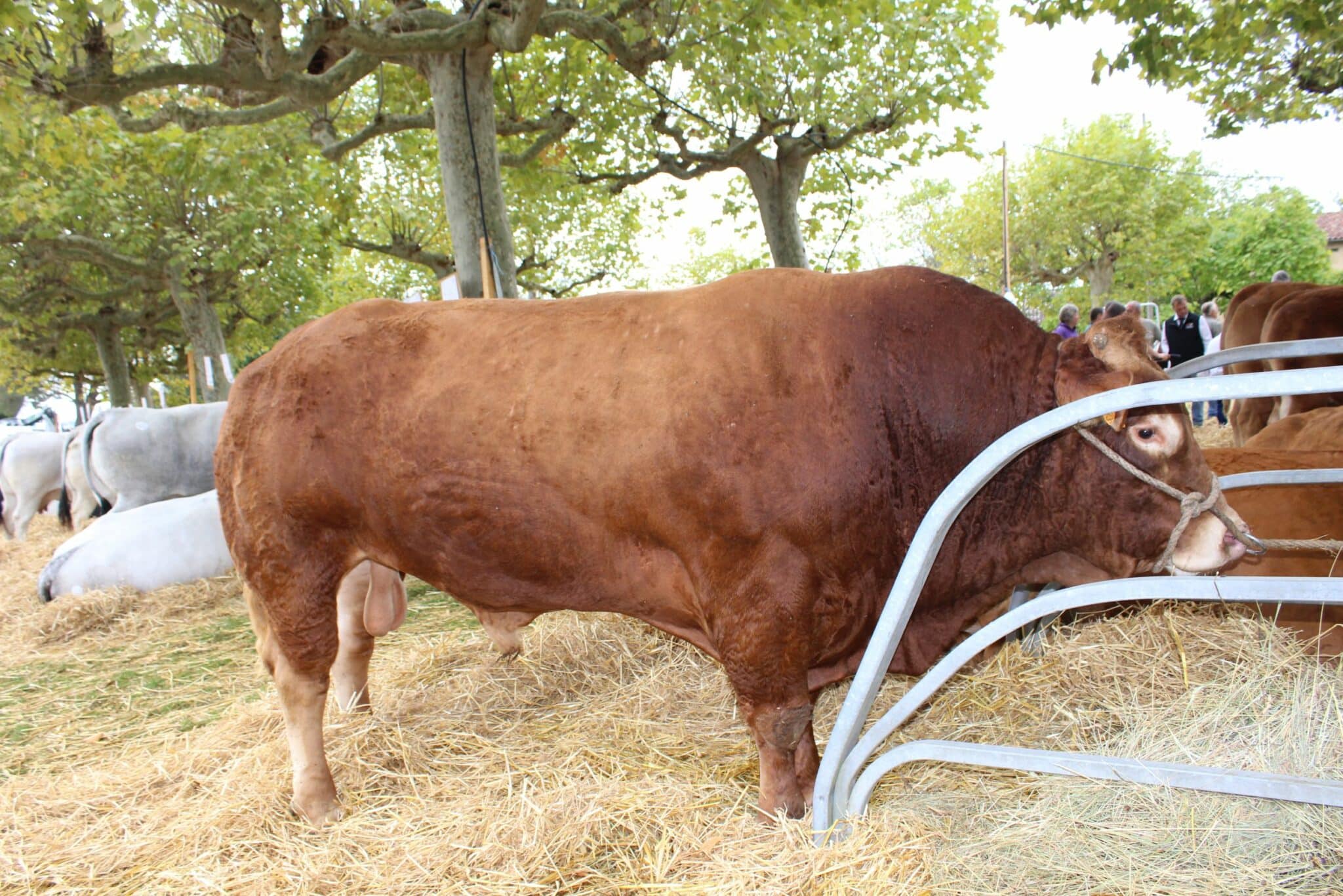 JDB-boulogne-concours-bovins-taureau-limousin - Petite République.com