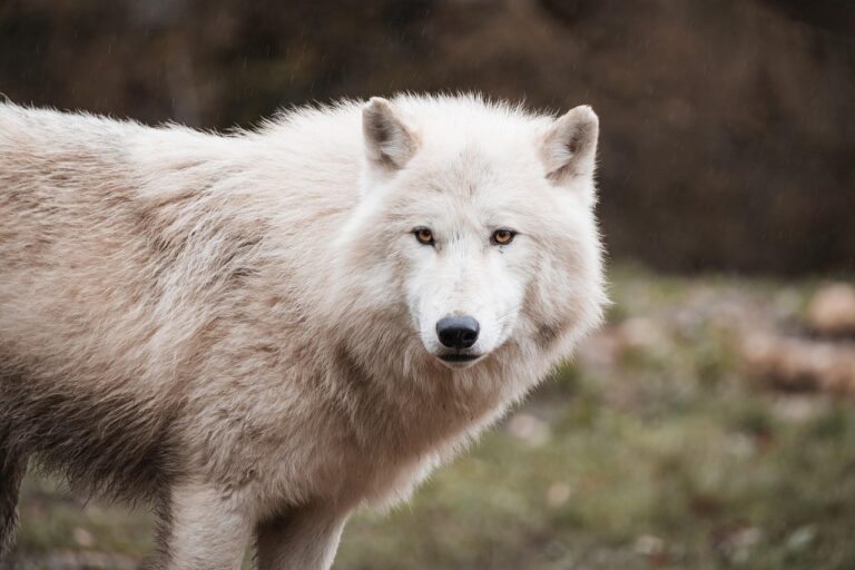 Aurignac : Conférence au Musée de l'Aurignacien, comment le loup a-t-il ...